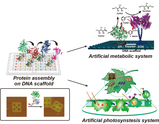 Biomolecular Organization Chemistry | 京都大学 エネルギー理工学研究所